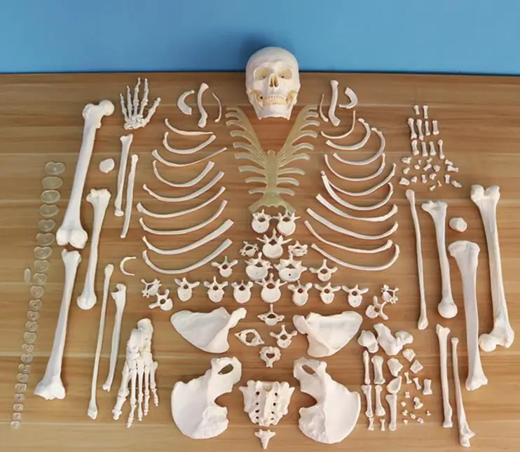full-body-human-detachable-orthopedic-skeleton-model-life-size-joint ...