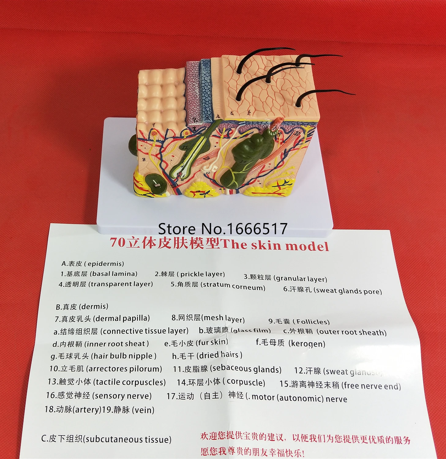 70:1 Human Anatomical Skin Subcutaneous Tissue Dissection model medical ...