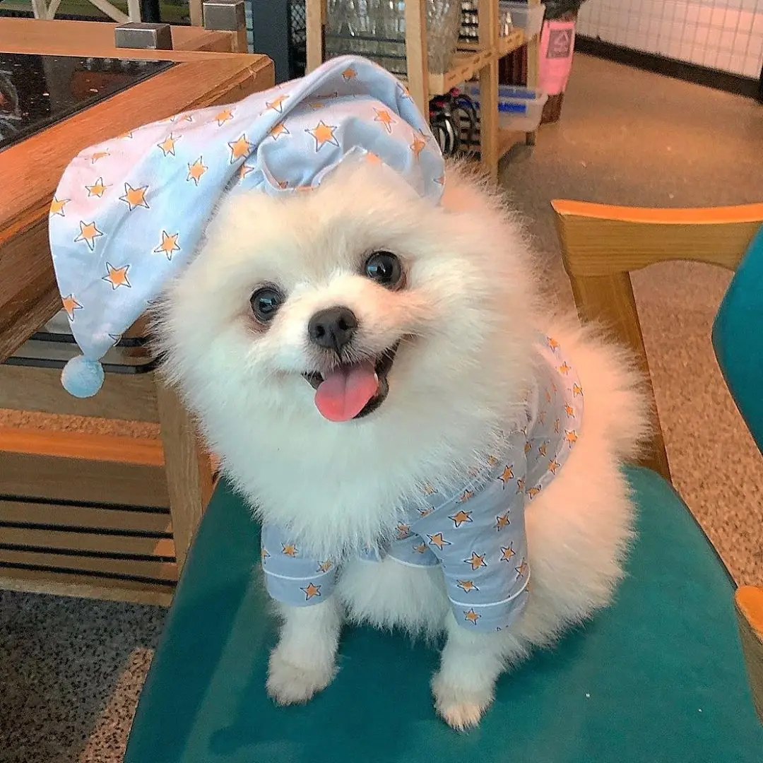 Cute Dogs Wearing Clothes