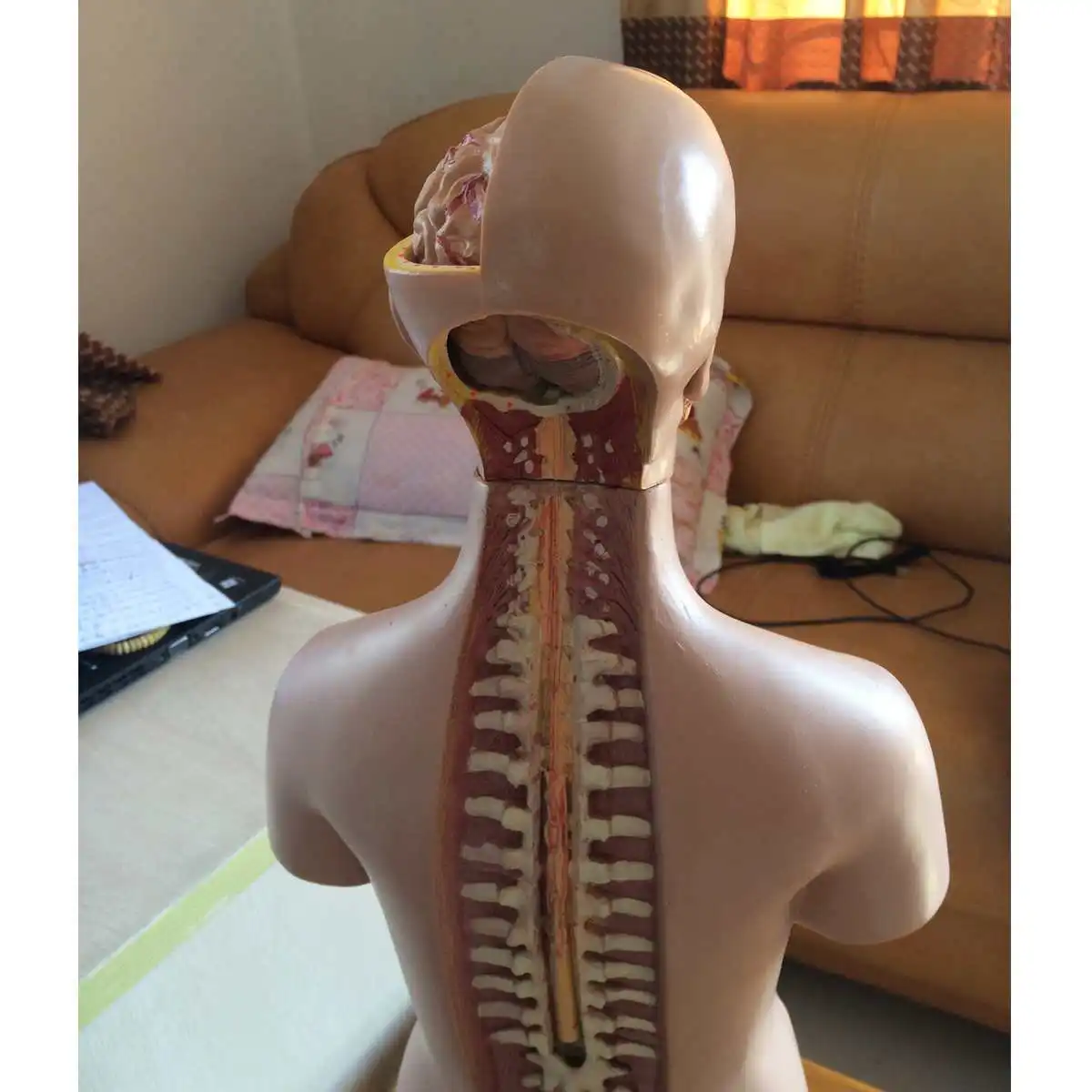 55cm Human Torso Body Model Anatomy Assembly Anatomical Medical ...