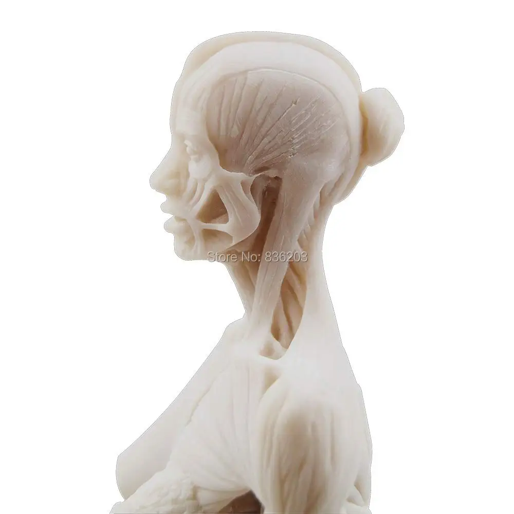 30CM Human resin skull skeleton anatomical model for denture teeth male ...