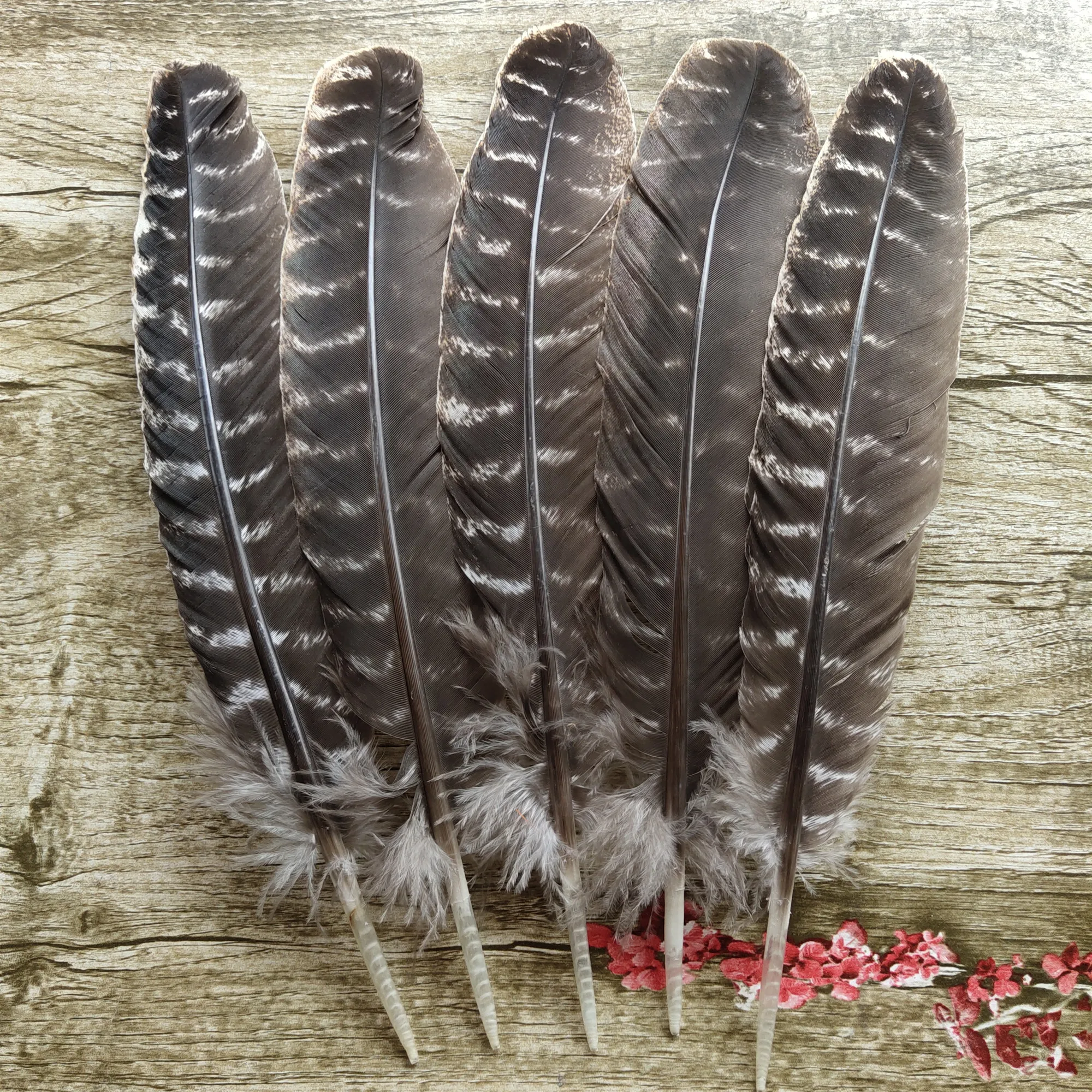 Wild Turkey Feather