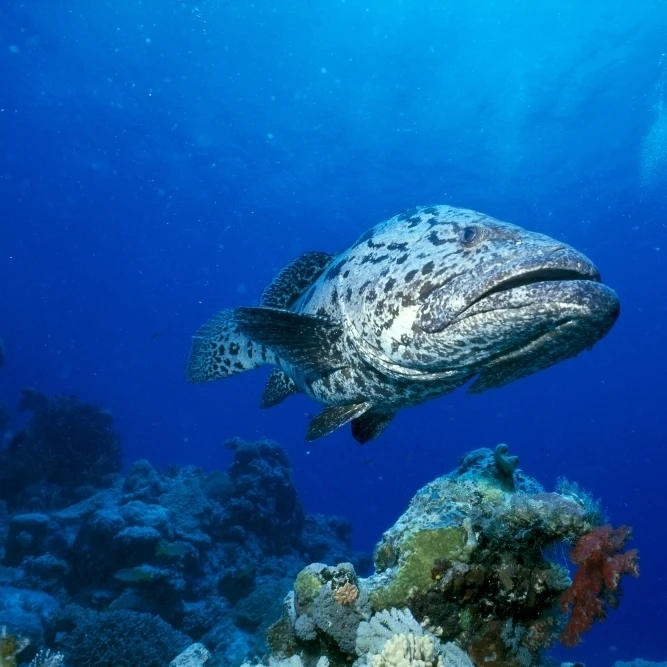 Australia Great Barrier Reef Potato Cod B1946 Poster Print (19 x 12 ...
