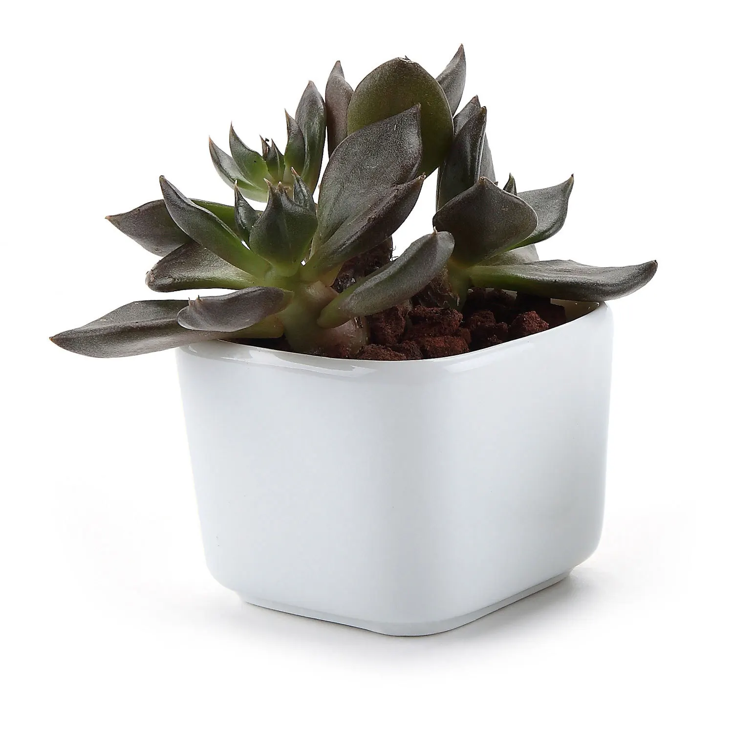 Ceramic White Mini Square Succulent Cactus Plant Pot Flower Pot/container/planter - Flower Pots ...