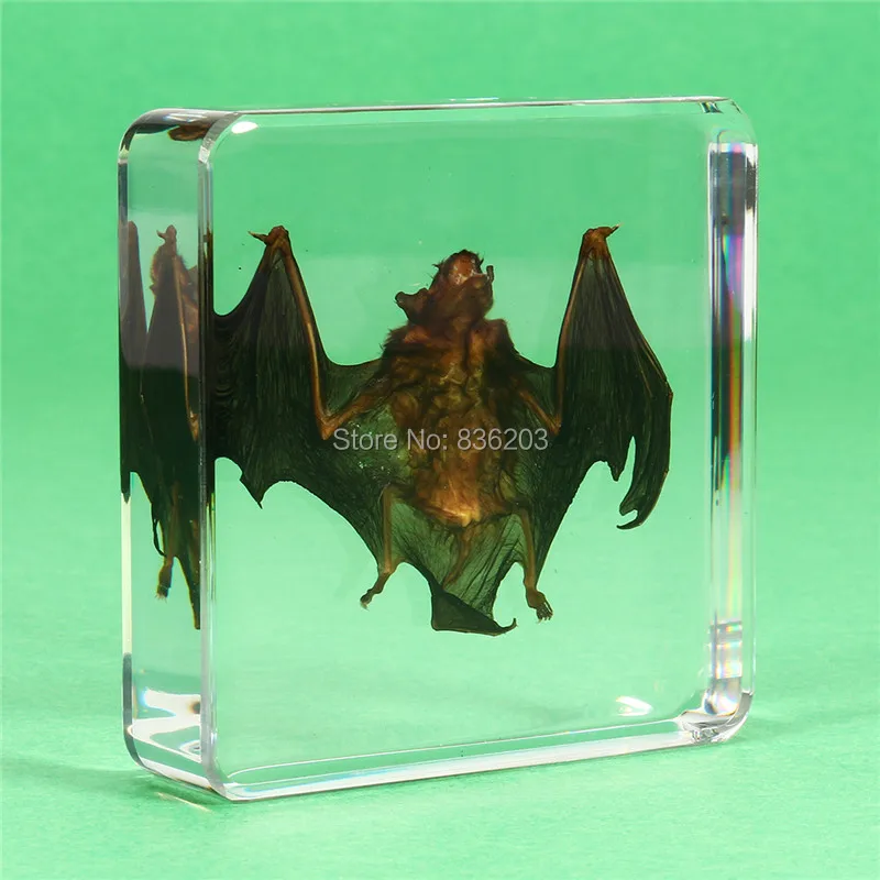 Real Bat Skeleton Specimen in Acrylic traumatic pistol paperweight ...