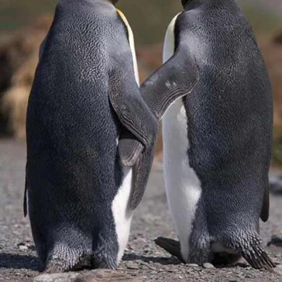 Pinguins rei Cópia do Cartaz do ritual de acasalamento por Hugh Rose ...