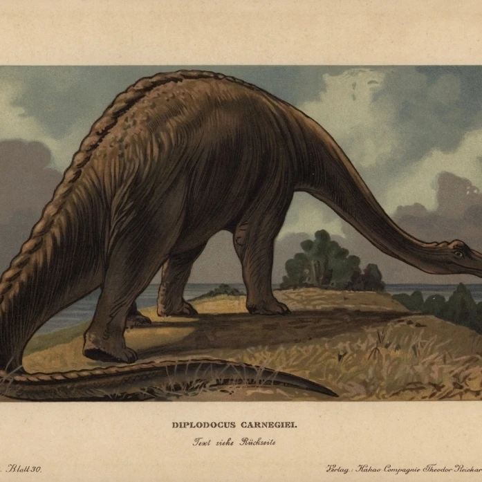 Diplodocus Carnegii Extinct Genus Of Diplodocida Poster Print By ...