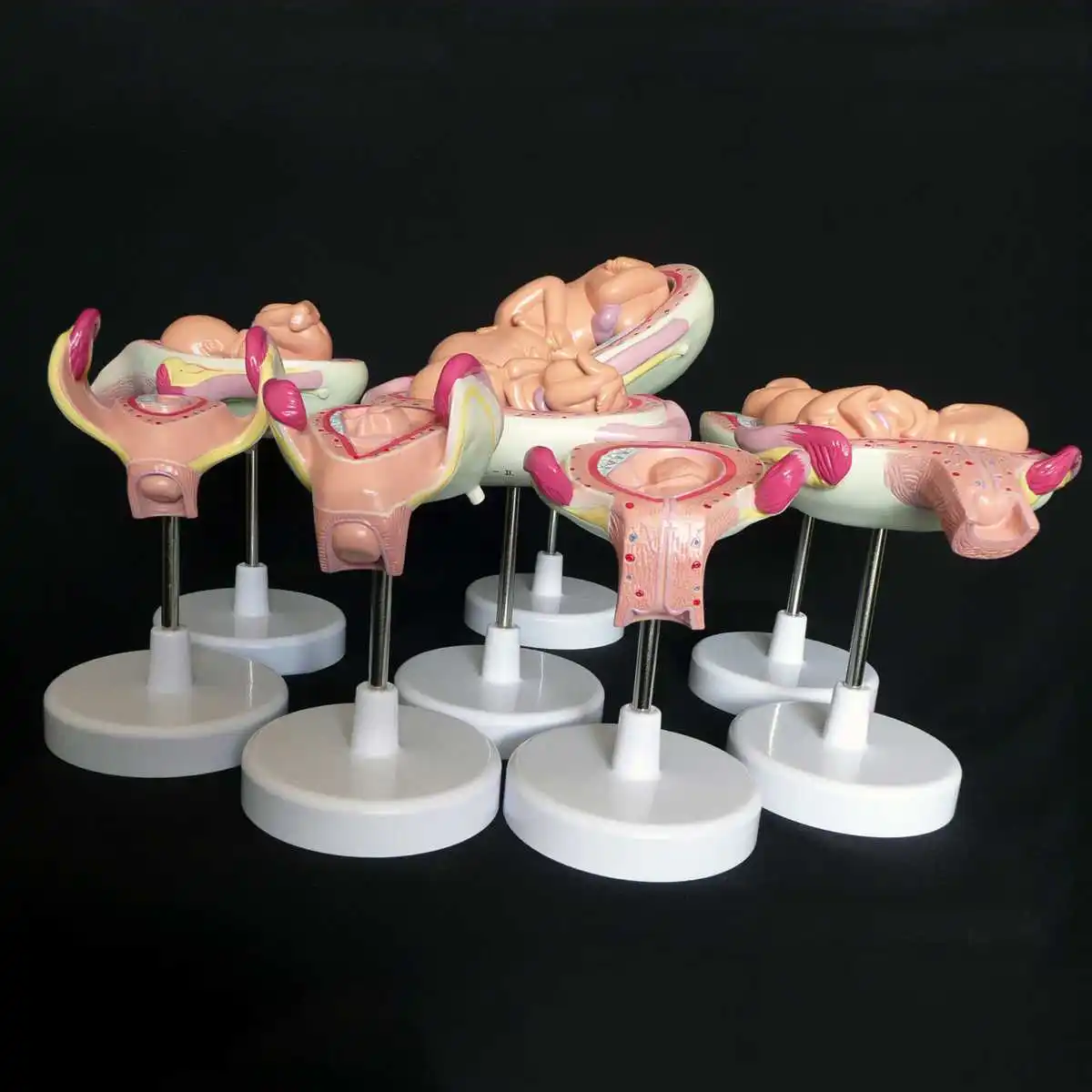 8Pcs/Set Anatomical Human Fetal Development Model Baby Fetus Pregnancy ...