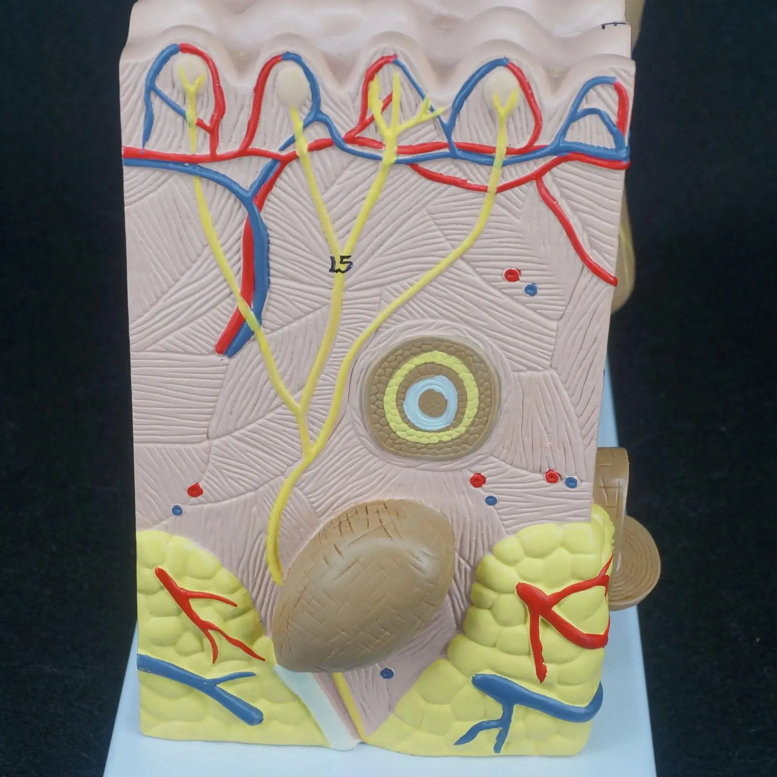 50X Life Anatomical Human Skin Block Model Medical Dermatology ...