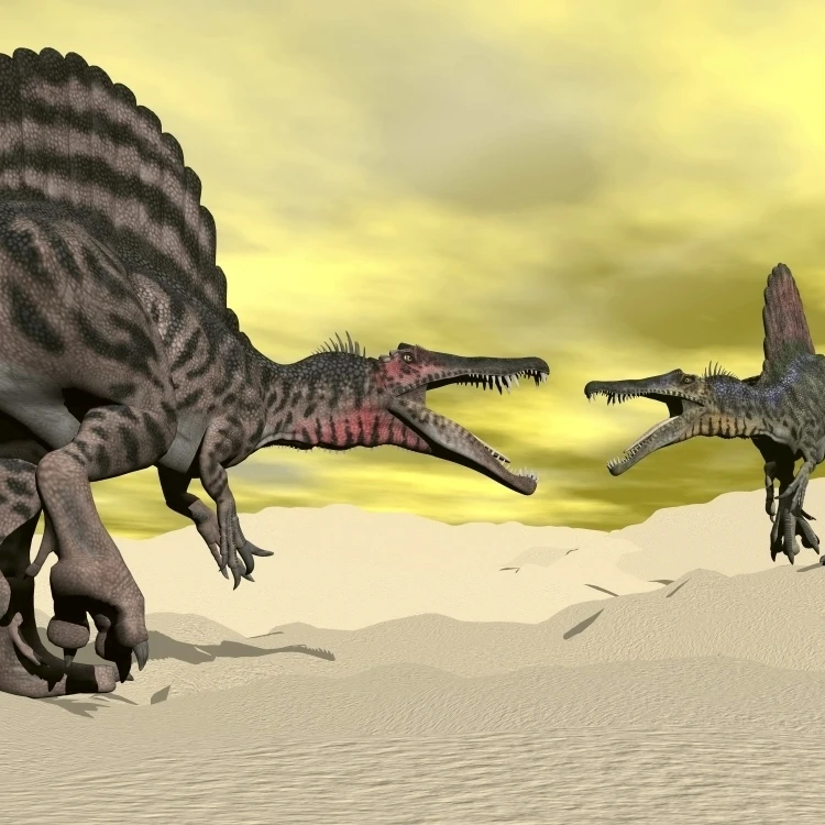 Two Spinosaurus dinosaur fighting in the desert Poster Print (16 x 12 ...