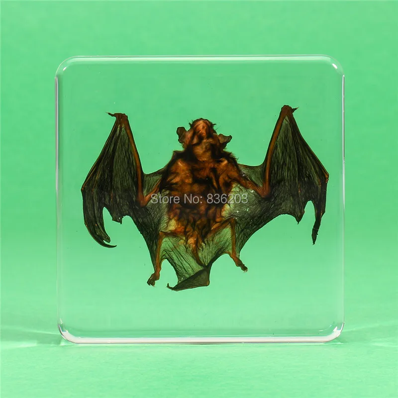 Real Bat Skeleton Specimen in Acrylic traumatic pistol paperweight ...