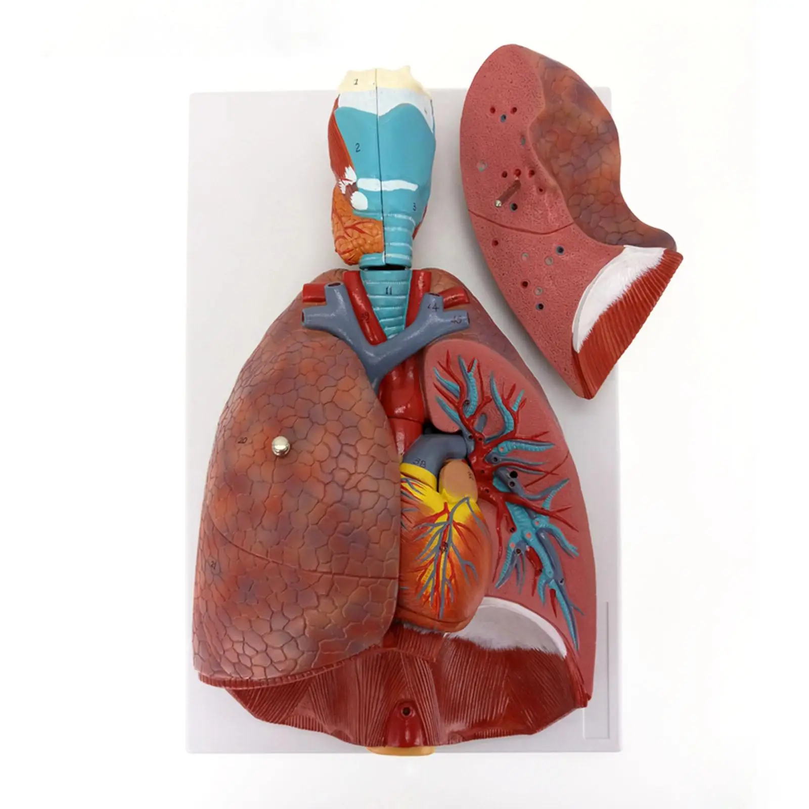 Respiratory System Model