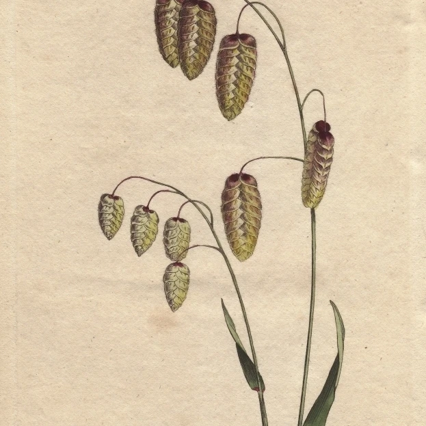 Gran temblando hierba con oro semillas Droopinga cartel imprimir por ...