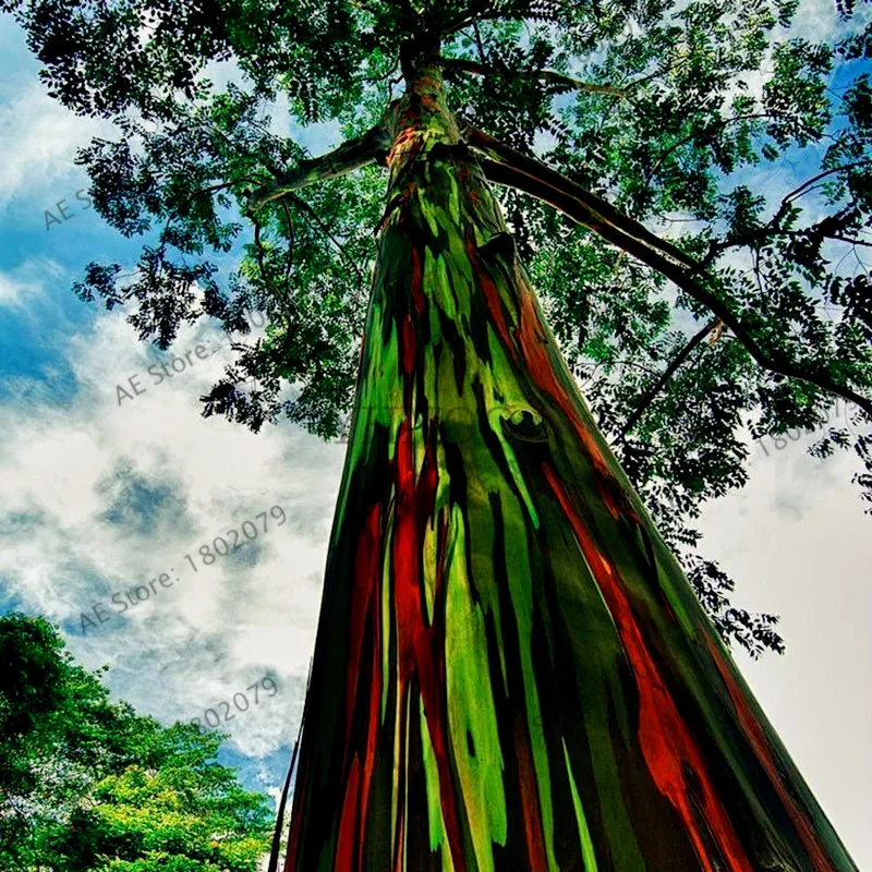 100pcs Rainbow Eucalyptus Deglupta Bonsai Showy Tropical Tree Plants ...