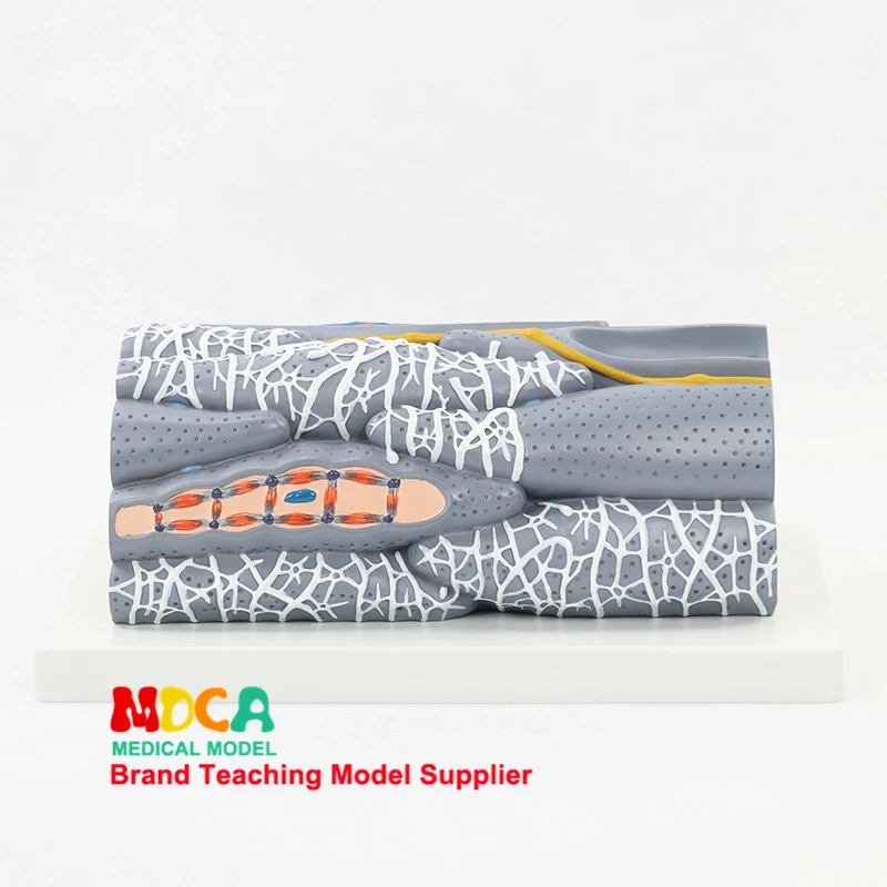 Anatomia-M-dica-Muscular-Modelo-Muscular-Streseamless-Aula-Ensino ...