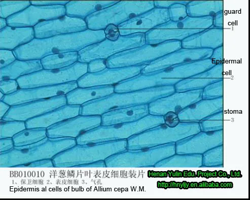prepared microscope slide,Epidermis al cells of bulb of Allium cepa W.M ...