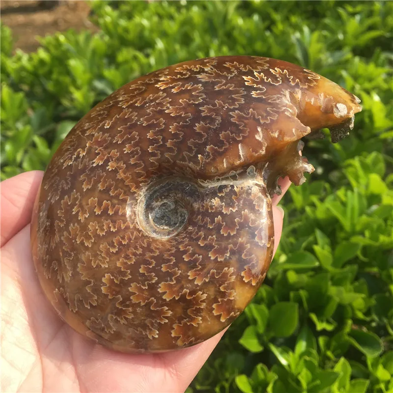 Natural Ammonite Fossil Specimen Ammolite Ocean Animal Snail Conch ...