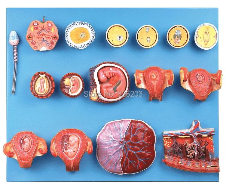 Human fertilization and early embryogeny Embryonic models anatomy skull ...