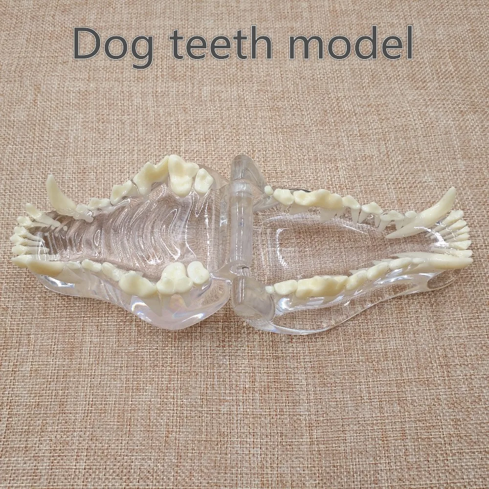 new Dog tooth jaw model Veterinary Teaching Dog tooth transparent ...