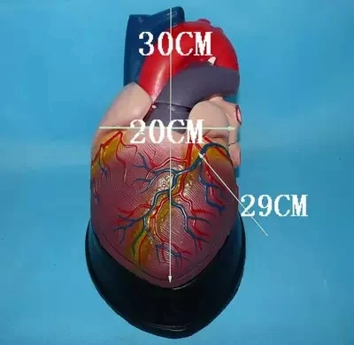 Large scale human heart Anatomical Model Medical Teaching Human ...