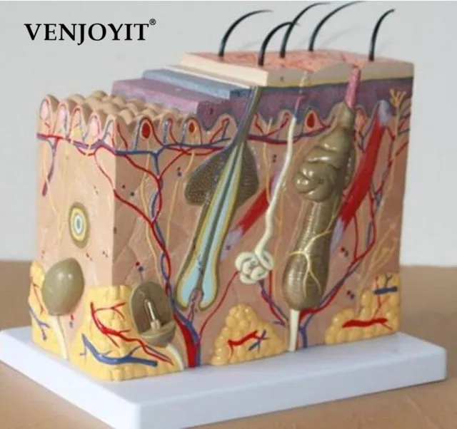 Dissection Tools Aliexpress at Carolann Ness blog