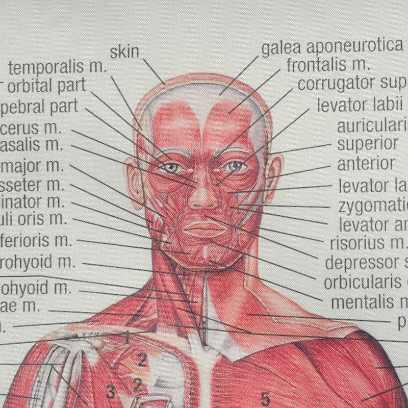 Muscle System Posters Silk Cloth Anatomy Chart Human Body School ...
