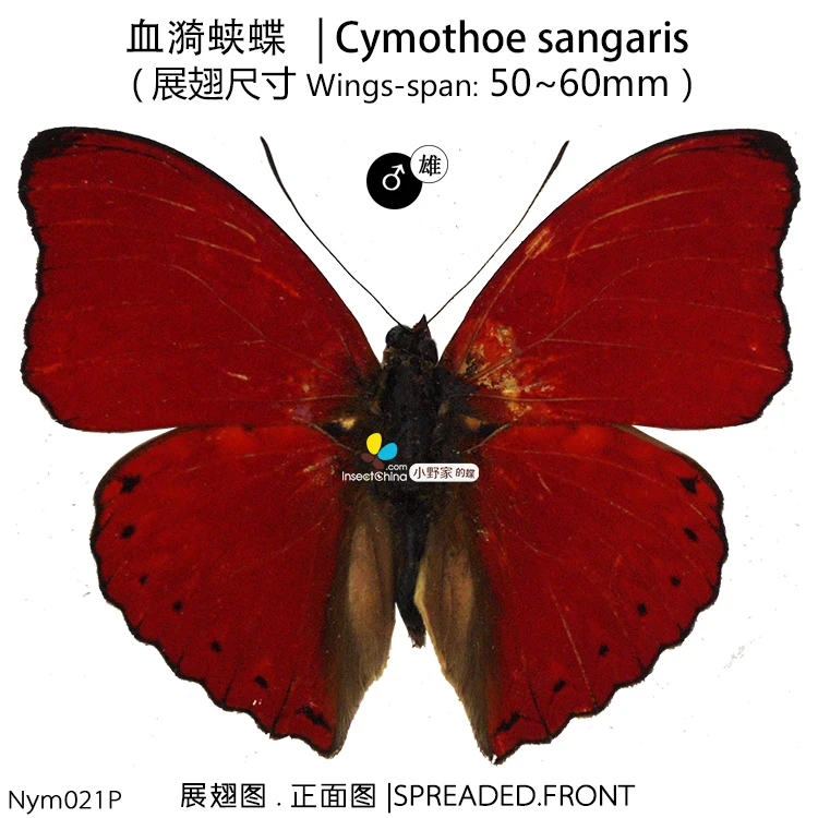 Cymothoe sangaris/rojo planeador masculina|male|male male - AliExpress