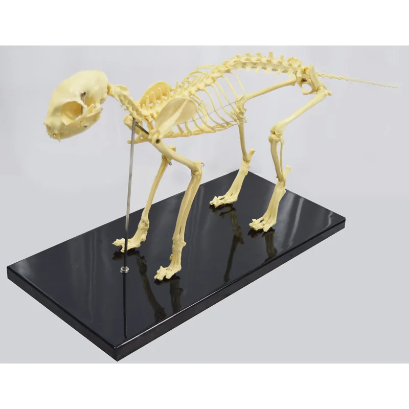 Cat Skeleton