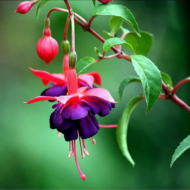 Rare Purple Fuchsia Flower Seeds, 100pcs/pack – GreenSeedGarden