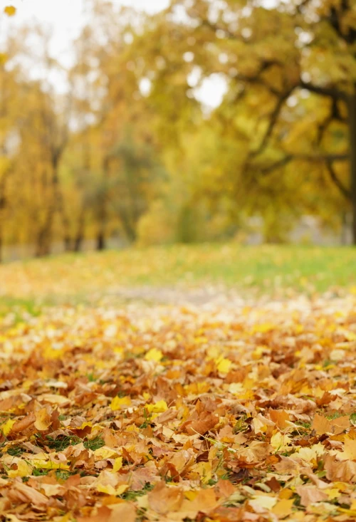 HUAYI Maple Leaves Art fabric Photography Autumn Scenery Backdrop ...