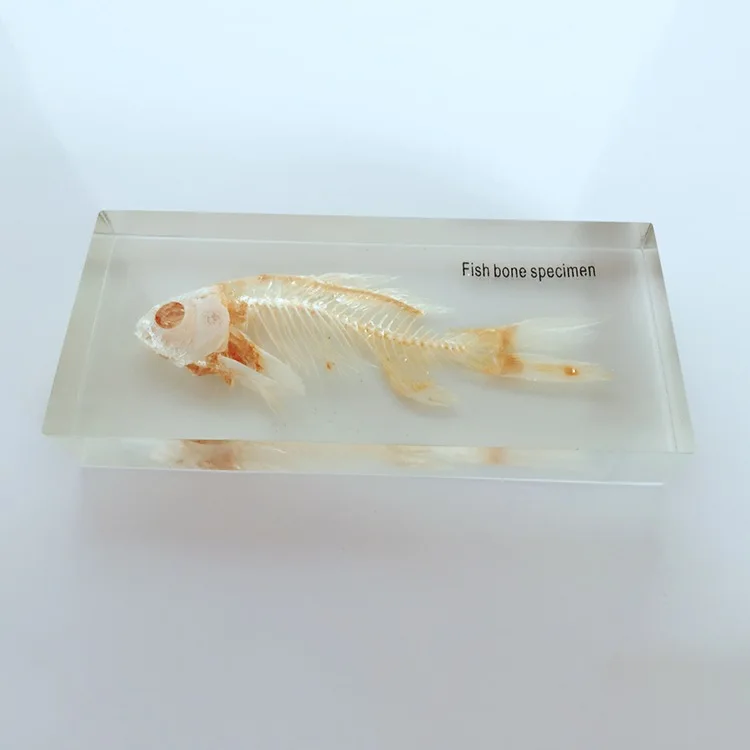 Goldfish Skeleton