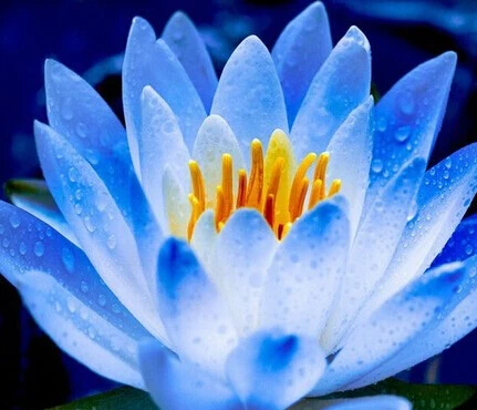 Real Blue Lotus