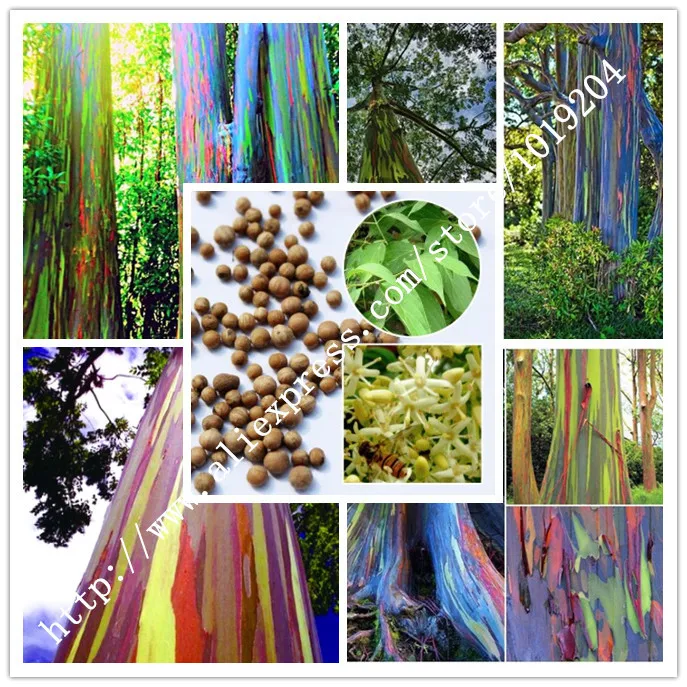 Rainbow-tree-Courtyard-shade-large-rainbow-light-skin-tree-seeds-20-PC ...