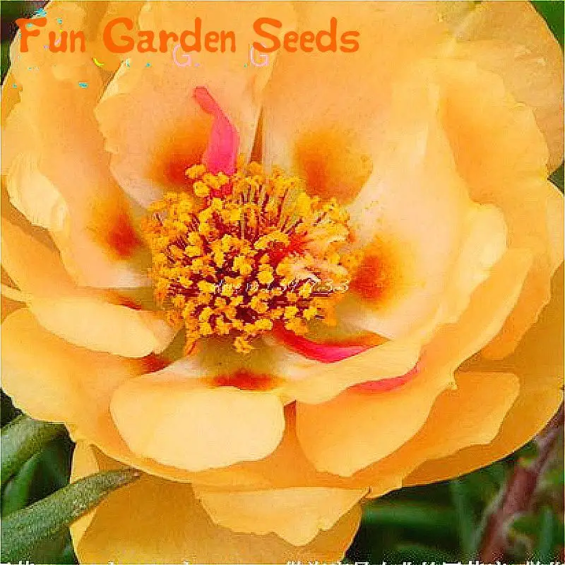 New 100 Seeds Home Garden Mixed Mexican rose Sun Flower Plant Portulaca ...