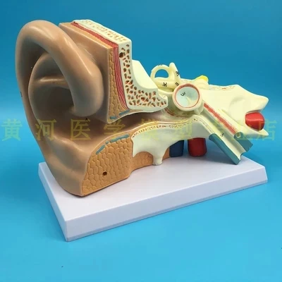 Amplifikasyon-5-kez-kulak-modeli-anatomi-kulak-labirent-modeli-i-kulak ...
