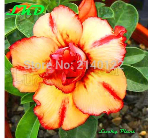 Adenium Obesum Plant 7 12 inch Rooted Rare Real Thailand Desert Rose ...