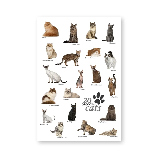 Cat Breeds Poster