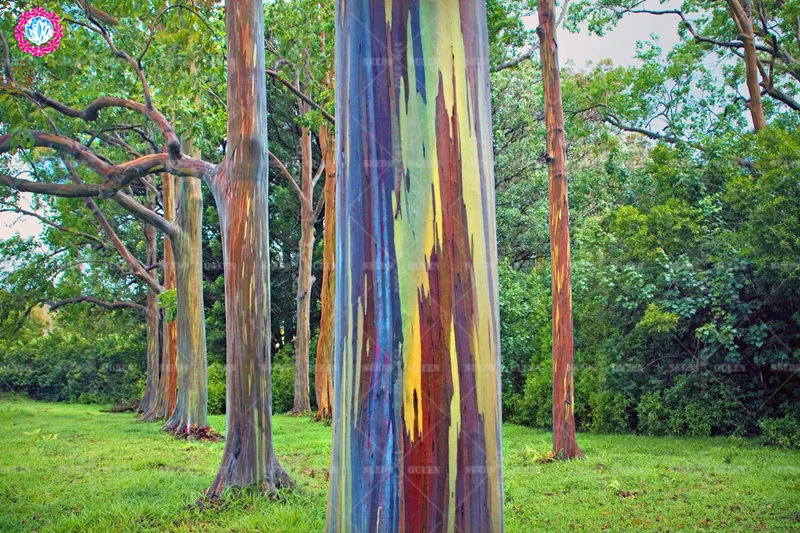200pcs Rainbow Eucalyptus Deglupta Showy Tropical Tree Perennial Bonsai ...