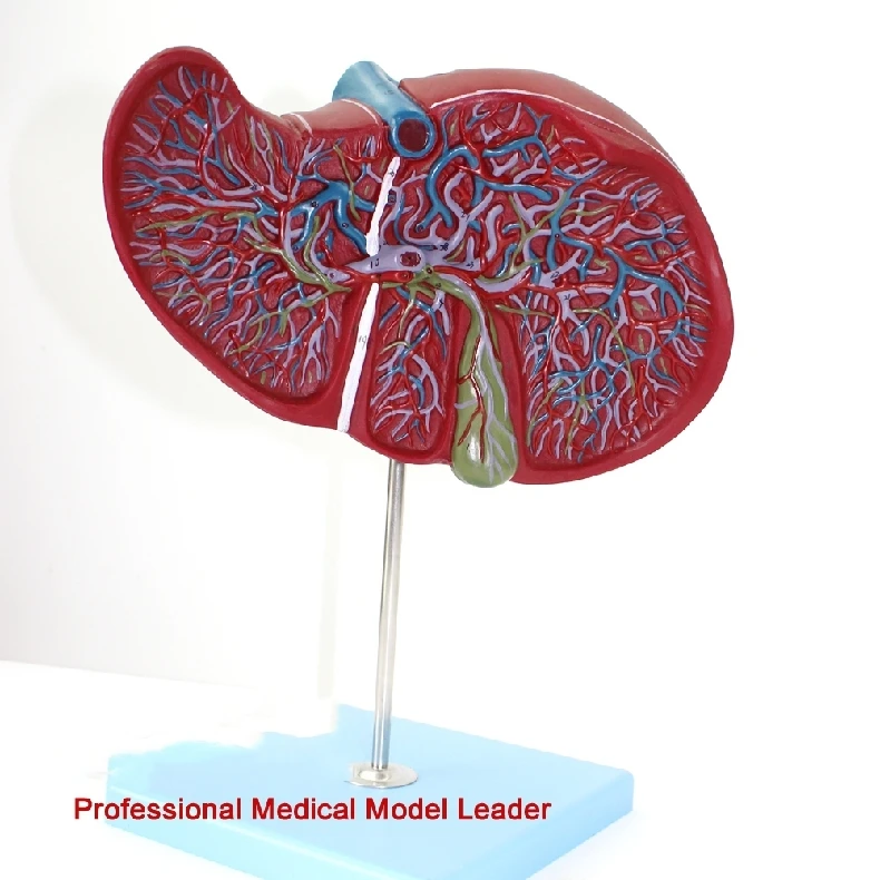 Medical Human Hepatobiliary Vascular Model Liver Model Digestive ...