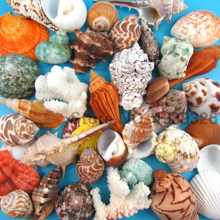 Natural Beach Sea Shells Conch & Coral 300g Decorative Seashells Concha ...