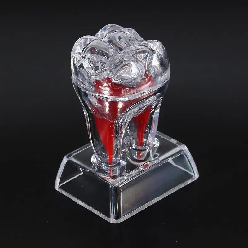 Dental Demonstration Model Plastic Teeth Model Molar Crystal Base ...