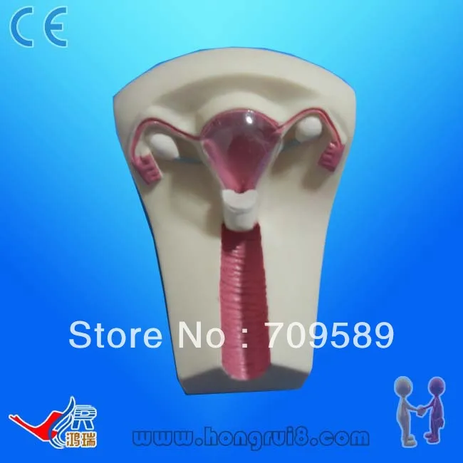 IUD training simulator|training simulator|iudsimulator - AliExpress