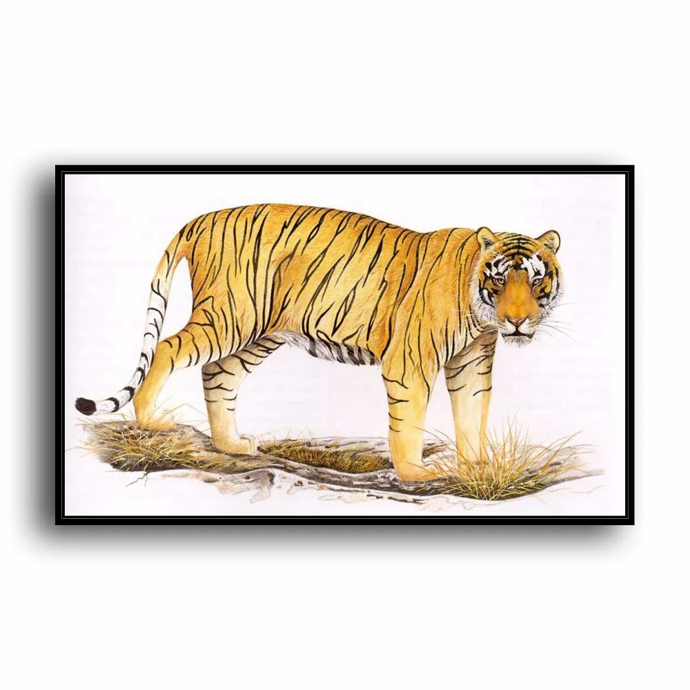 Extinct Bali Tiger Animal Natural Scenery. Hd Canvas Print Home ...