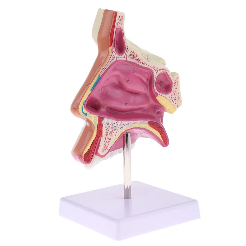 Nasal Cavity