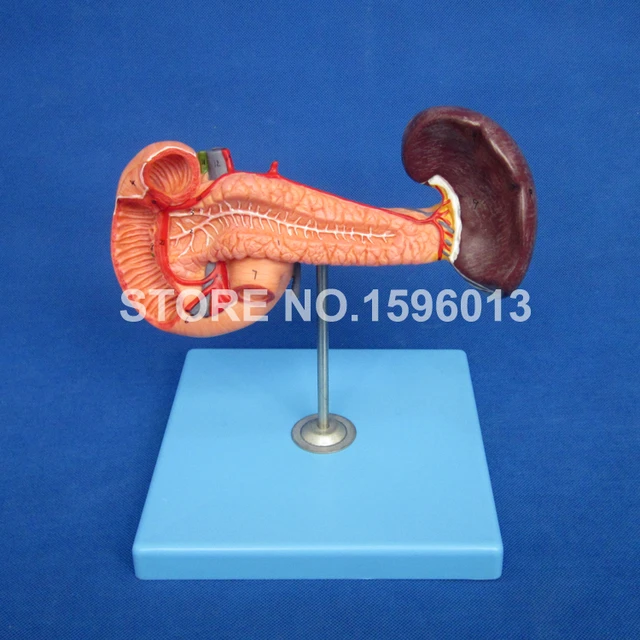 Pancreatic Duct Model