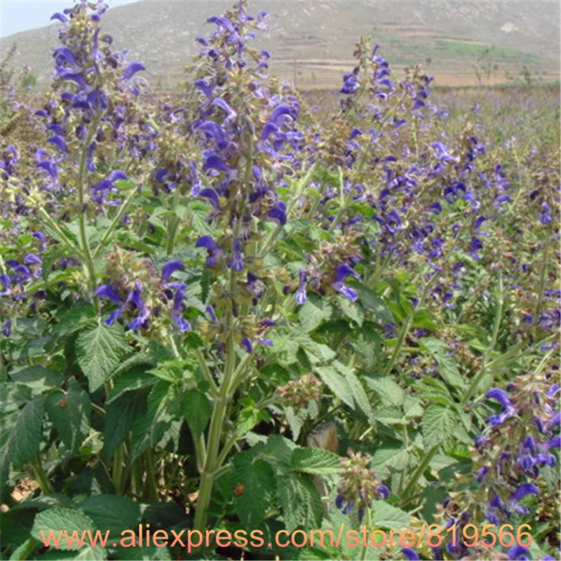 Real Salvia Miltiorrhiza Bunge Seeds 150pcs Chinese Garden Herbs Tea ...