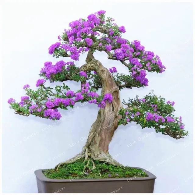 50 Pcs Purple White Lilac Bonsai Lilac Clove Bonsai treeeds Flower ...