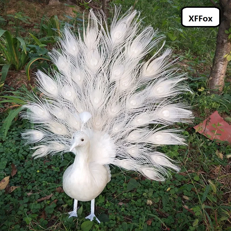 Half Albino Peacock Real