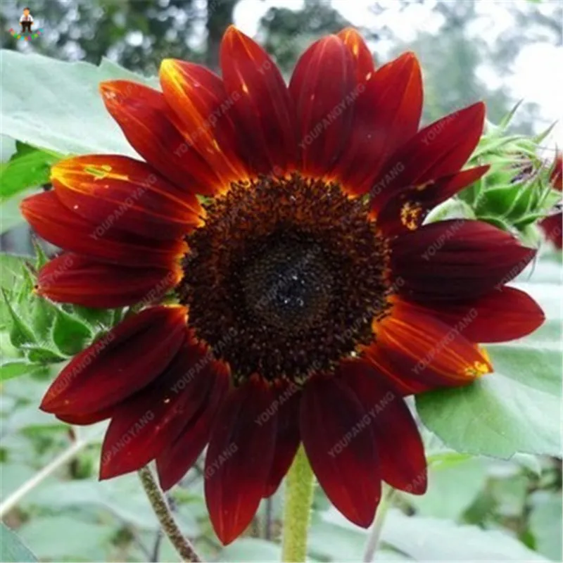 20Pcs Mini Sunflower Bonsai Flower Rare Color Sunflower Indoor Bonsai ...