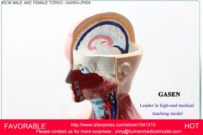 TORSO ANATOMICAL MUSCLE ANATOMY MEDICAL DUMMY MEDICAL MANNEQUIN MUSCLE ...
